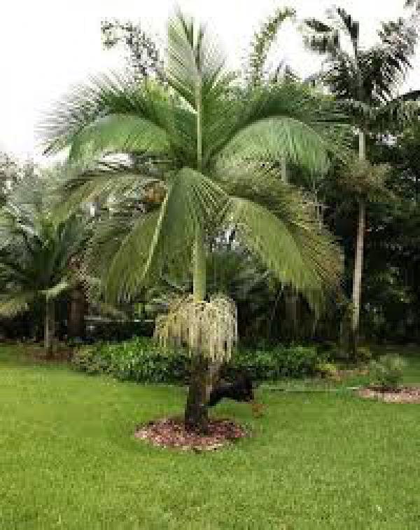 Palmboom, banaan en andere tropische zaden.