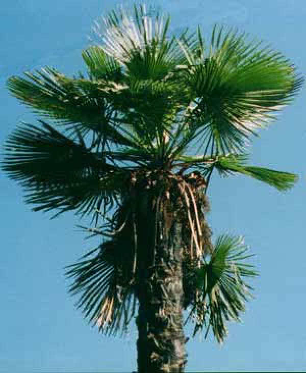 Palmboom, banaan en andere tropische zaden.